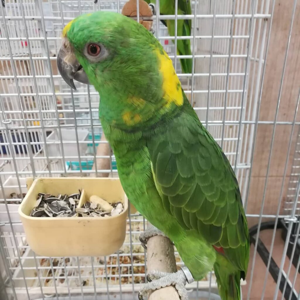 Panama Amazon Parrot for sale,buy Yellow-Fronted Amazon